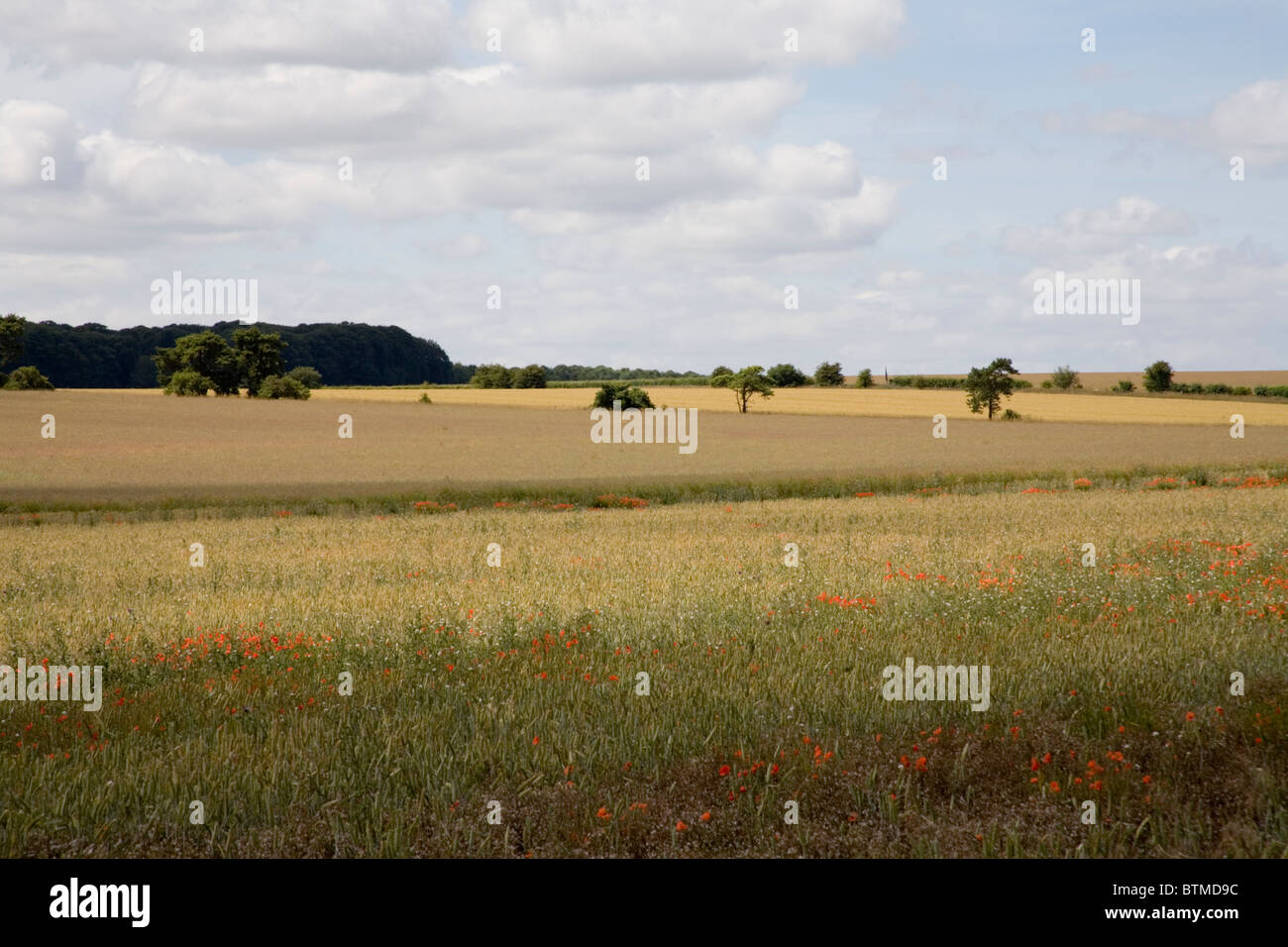 English fields of poppies hi-res stock photography and images - Alamy