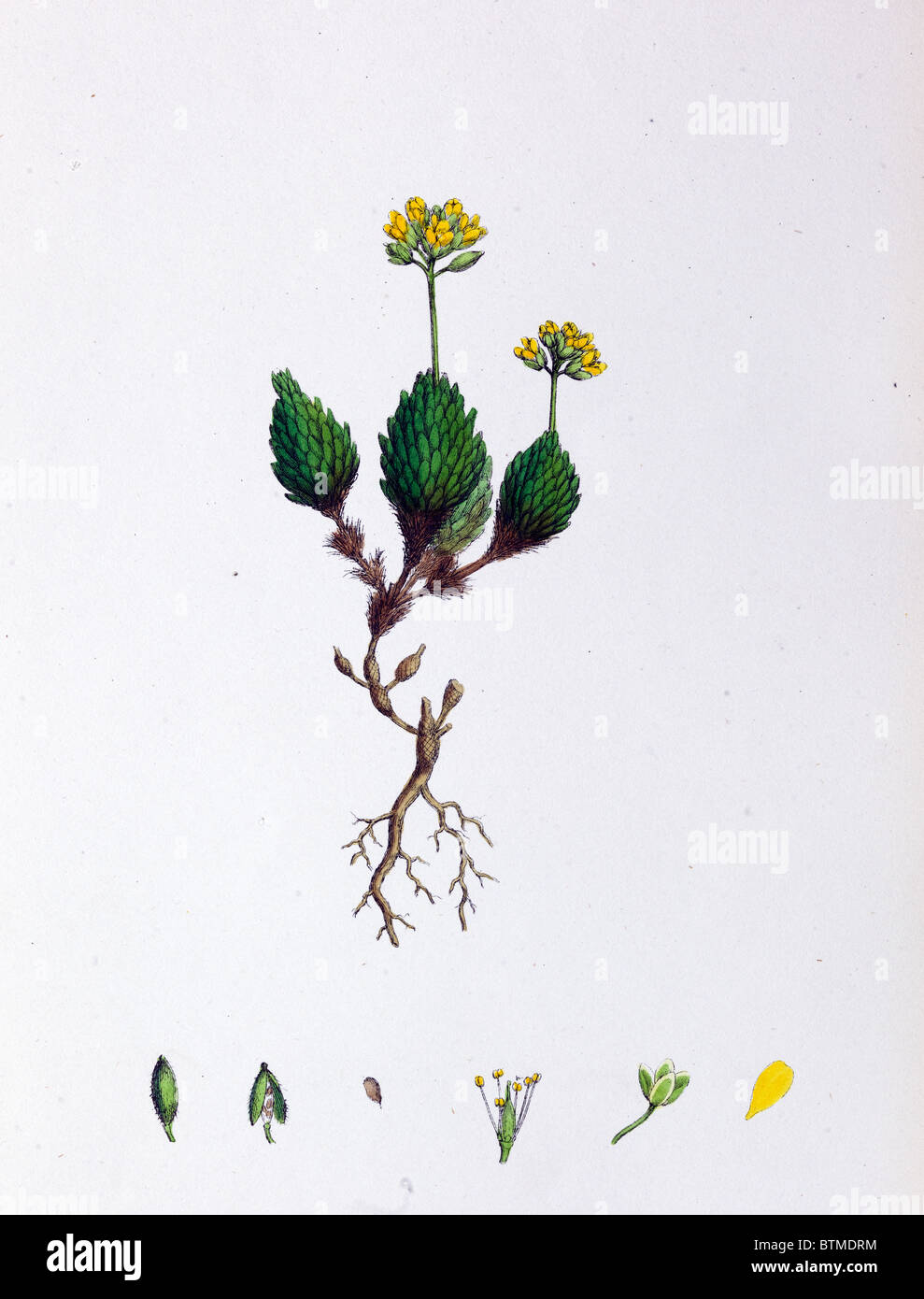 Alpine whitlow grass hi-res stock photography and images - Alamy