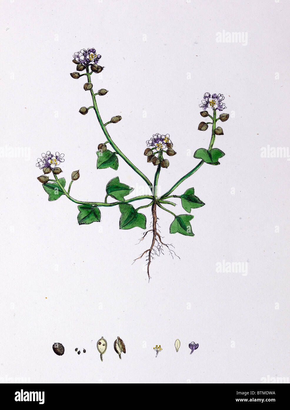 Botanical Print,Hastate Leaved Scurvy Grass, 19th century Stock Photo ...