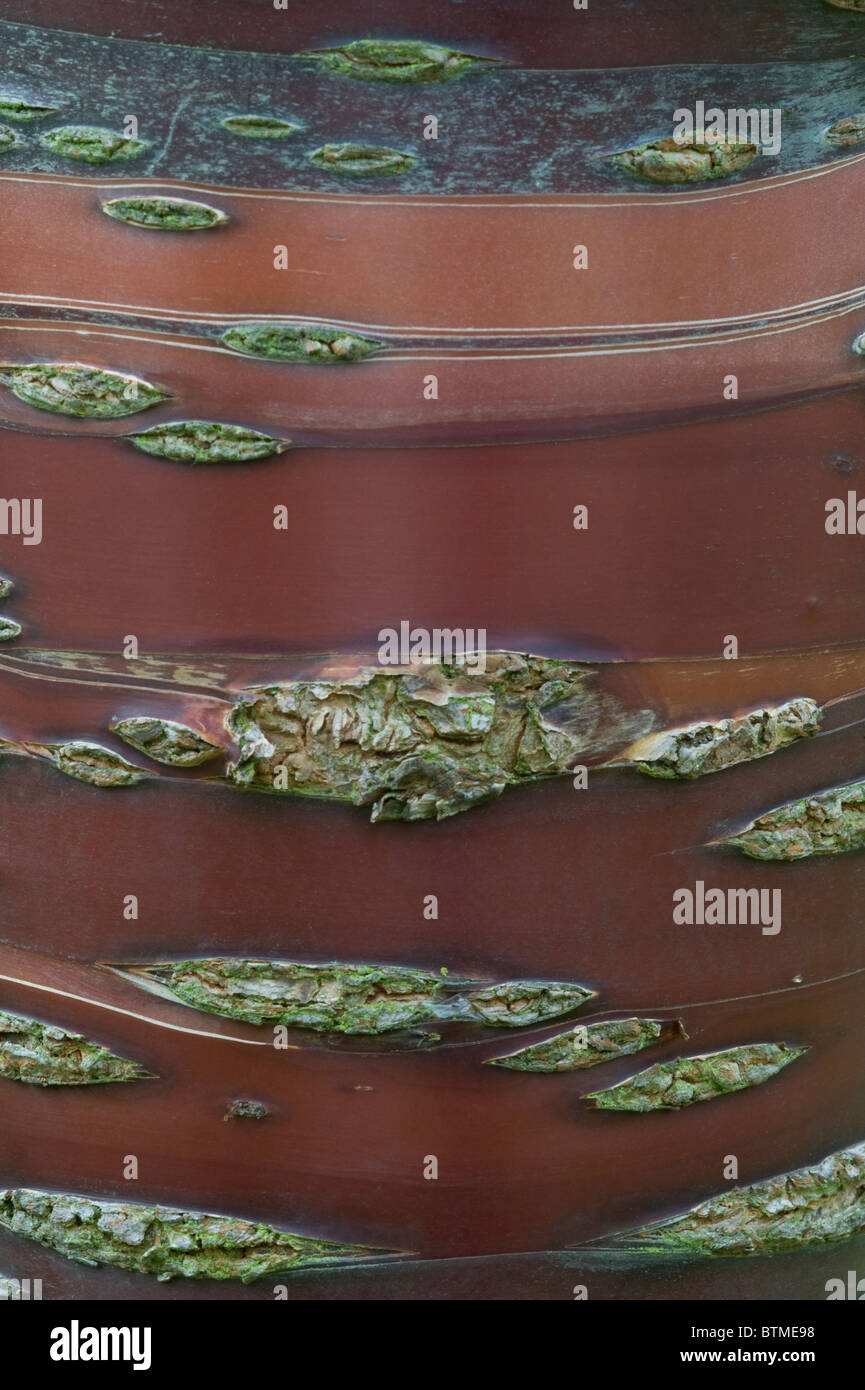 Prunus Serrula Tree Bark Stock Photos & Prunus Serrula Tree Bark Stock ...