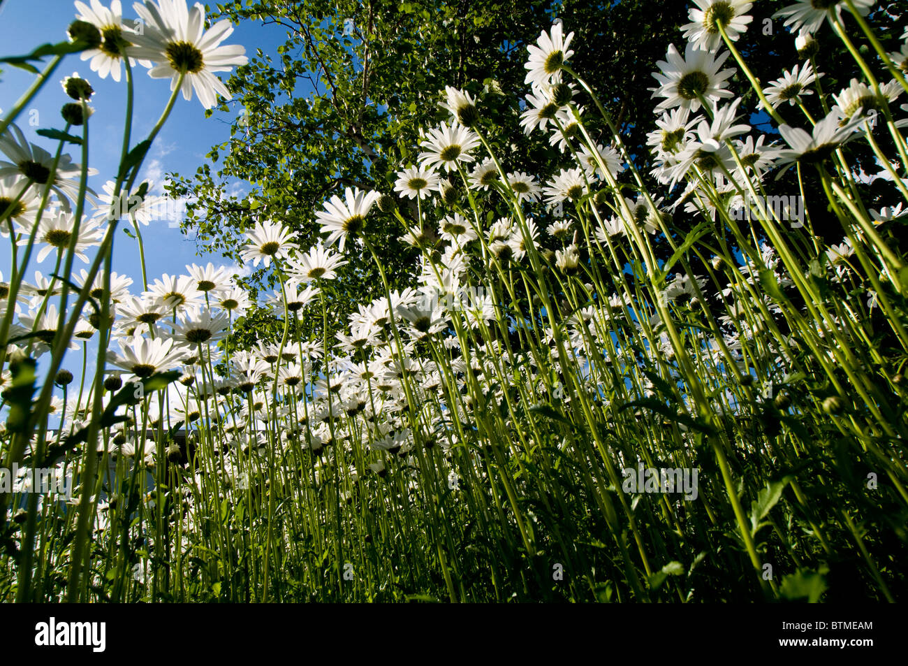 Marguerite flowers garden planting hi-res stock photography and images ...