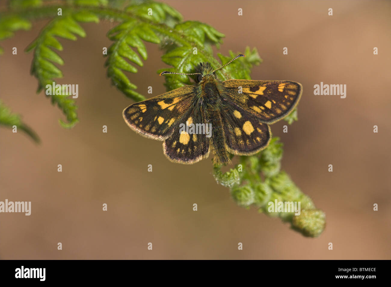 Chequered Skipper Carterocephalus palaemon adult basking on bracken ...