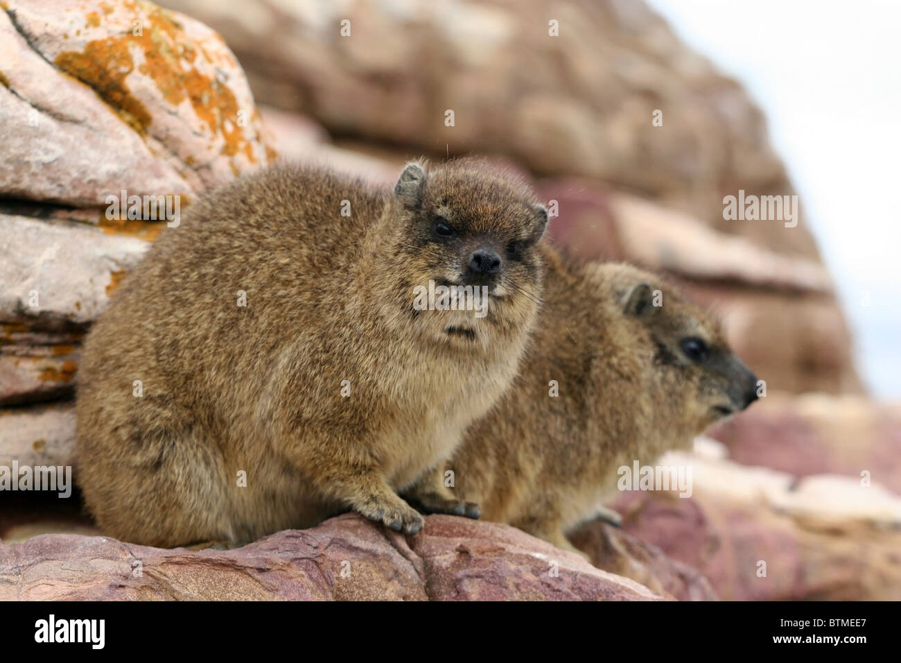 Rock Hyrax (Dassies). Cape of Good Hope, South Africa Stock Photo - Alamy