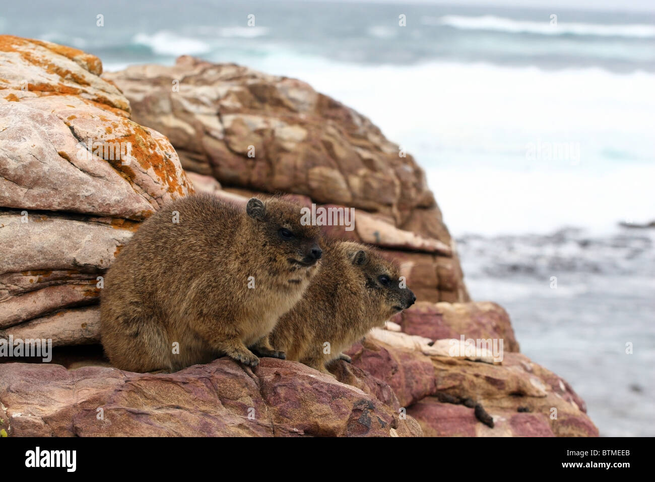 Rock Hyrax (Dassies). Cape of Good Hope, South Africa Stock Photo - Alamy