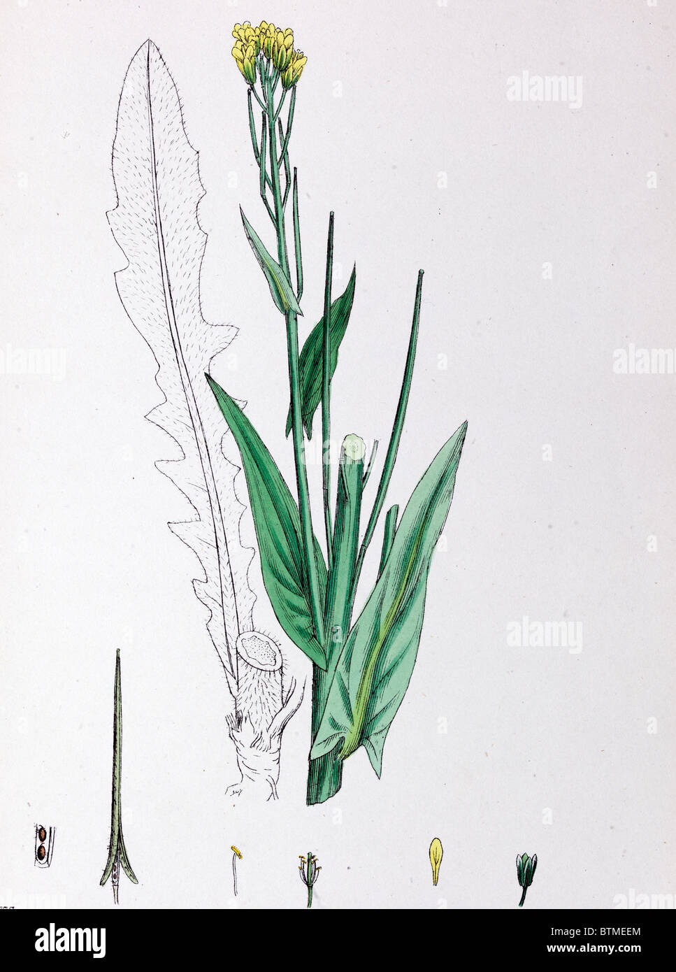 Botanical illustration mustard hi-res stock photography and images - Alamy