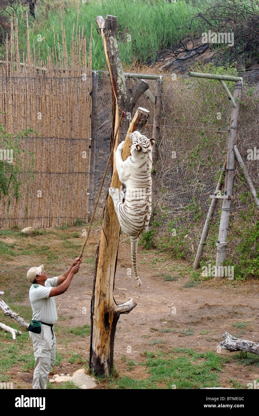 Tiger Climbing Tree Stock Photos & Tiger Climbing Tree Stock Images - Alamy
