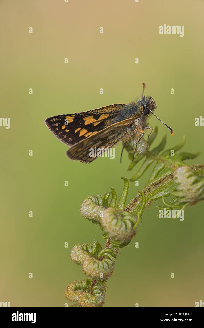 Rare chequered skipper butterfly hi-res stock photography and images ...