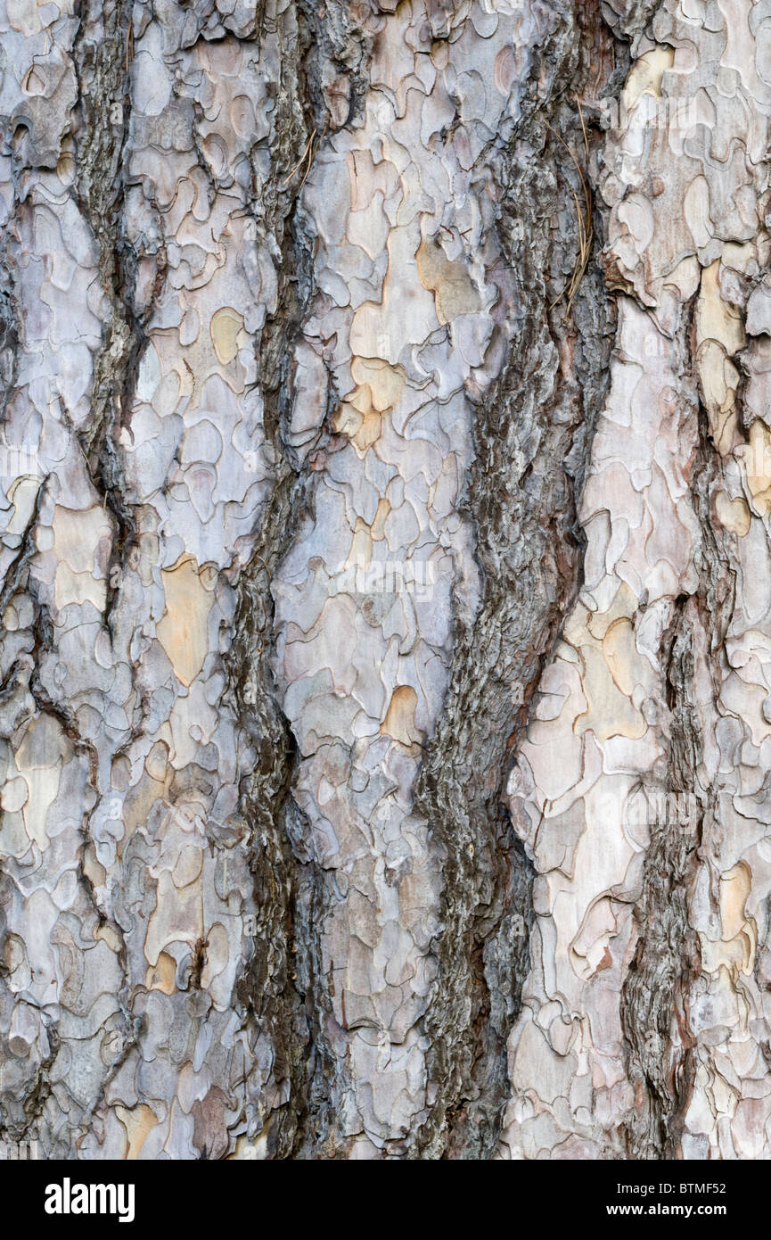 The European Black Pine (Pinus nigra) close-up of the bark ...