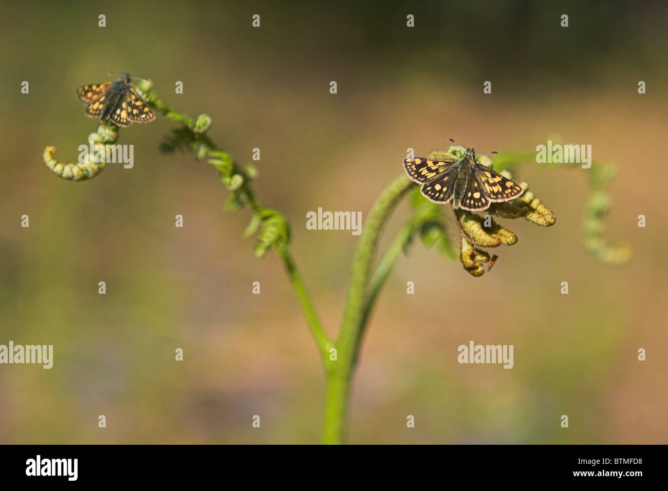 Chequered Skipper Carterocephalus palaemon adults basking on bracken ...