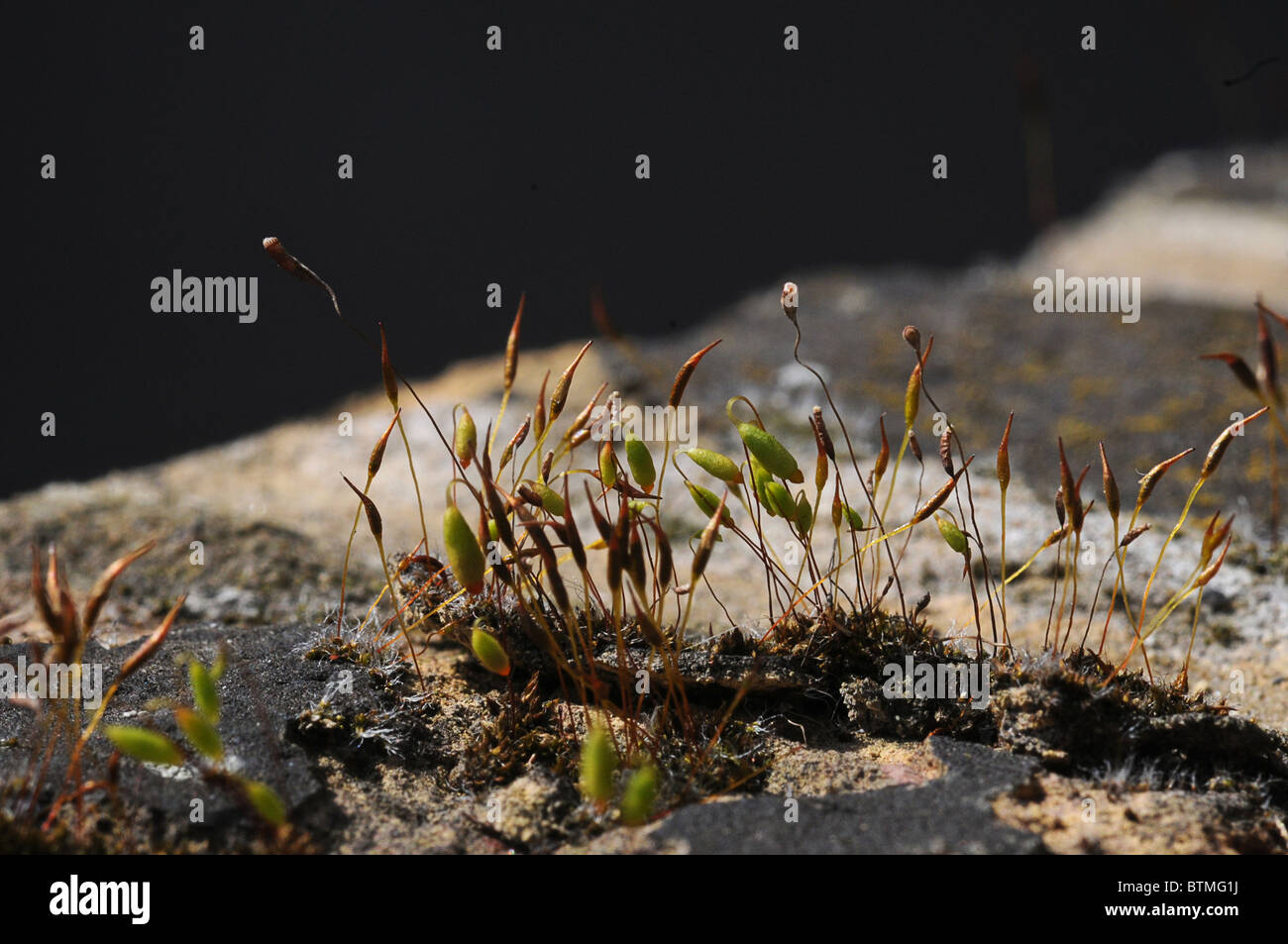 Close-up of sprouting moss growing from a bricked wall Stock Photo - Alamy