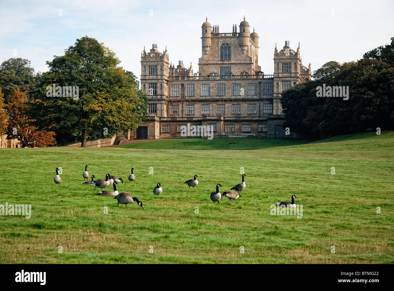 flock of canadian geese wollaton hall nottingham england uk Stock Photo ...