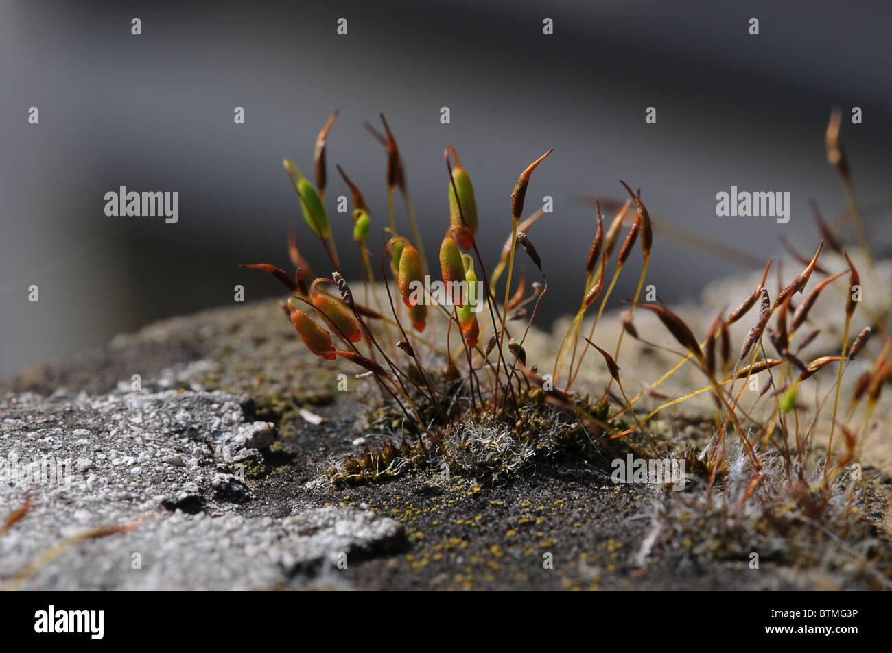 Close-up of sprouting moss growing from a bricked wall Stock Photo - Alamy