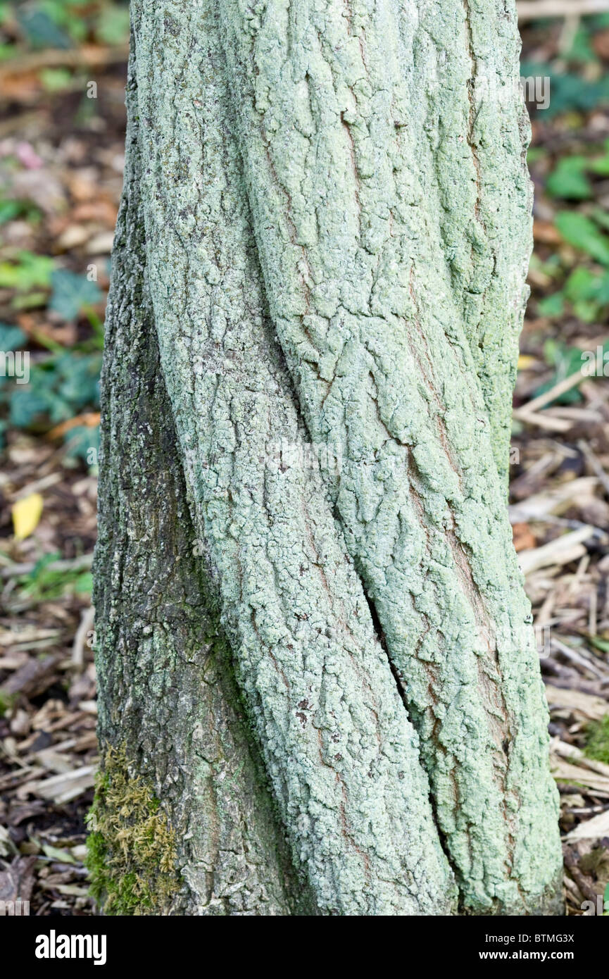 Spindle Bush Uk at Vincent Flora blog