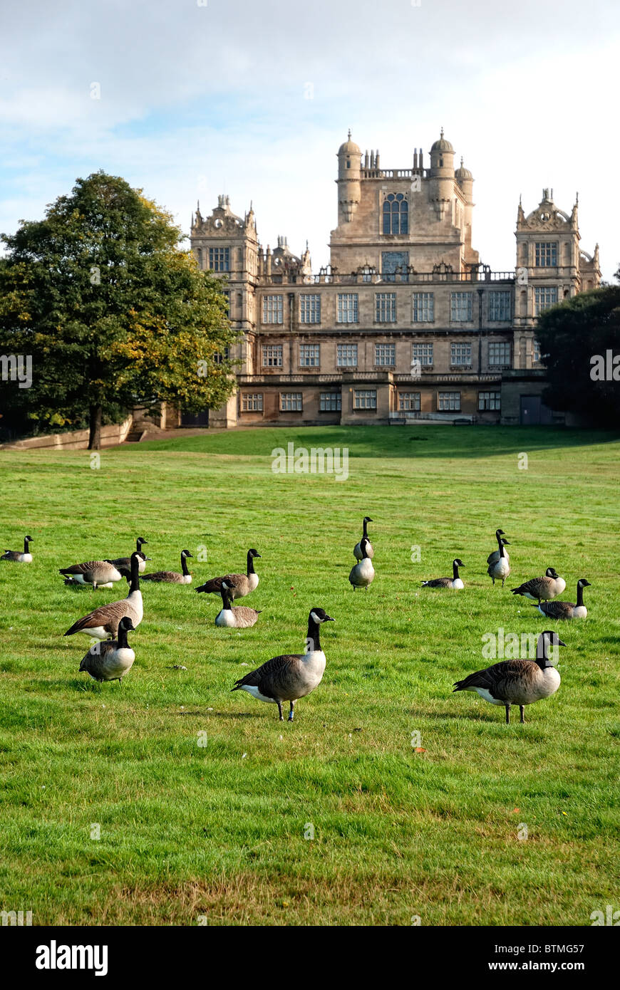 flock of canadian geese wollaton hall nottingham england uk Stock Photo ...