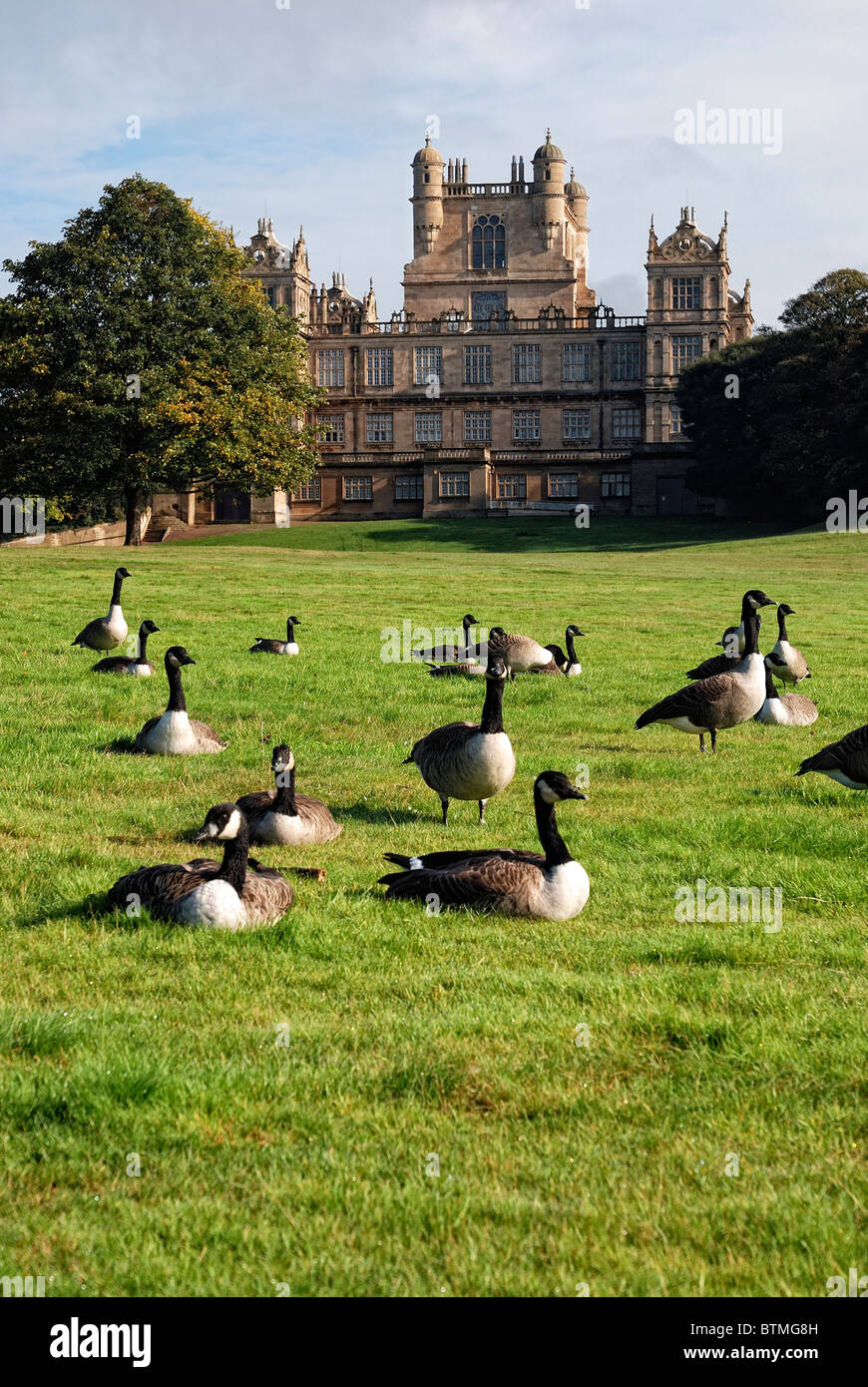 flock of canadian geese wollaton hall nottingham england uk Stock Photo ...