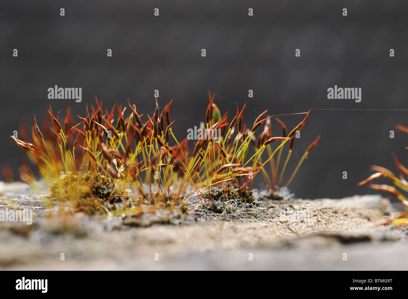 Close-up of sprouting moss growing from a bricked wall Stock Photo - Alamy