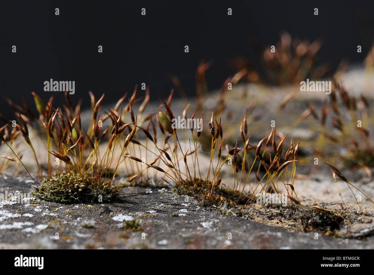 Close-up of sprouting moss growing from a bricked wall Stock Photo - Alamy