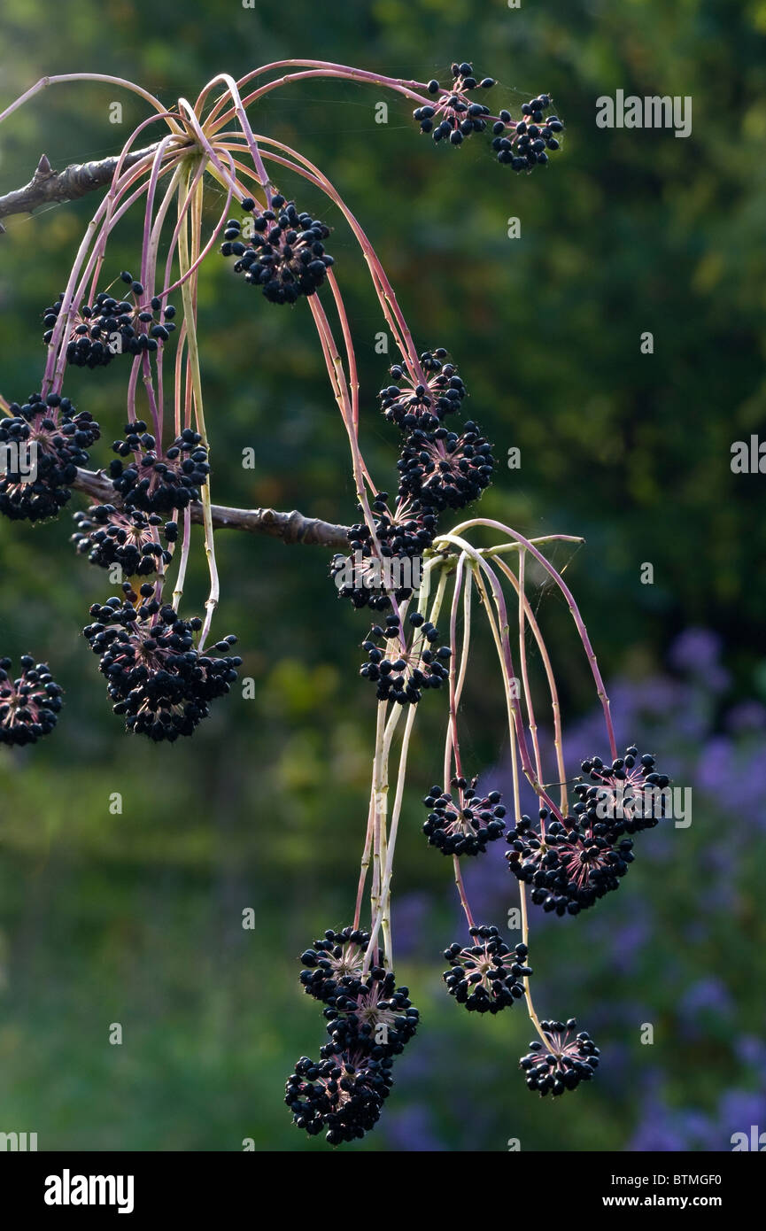 Prickly castor oil tree hi-res stock photography and images - Alamy