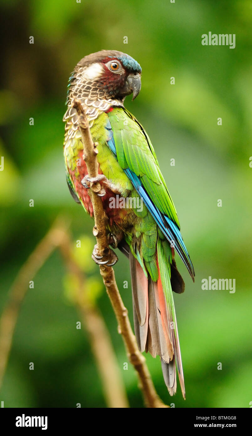 Angry parrot hi-res stock photography and images - Alamy