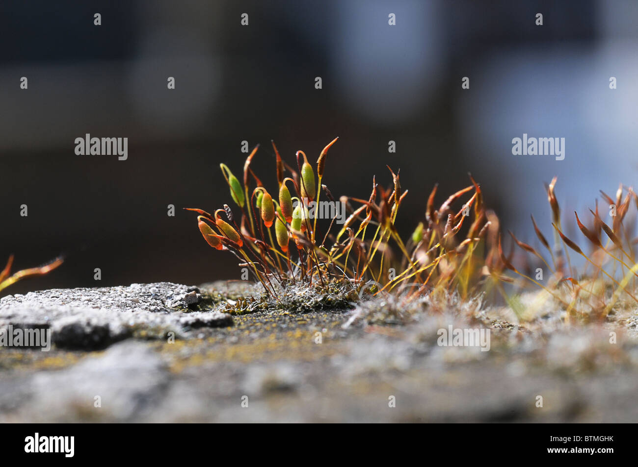 Close-up of sprouting moss growing from a bricked wall Stock Photo - Alamy