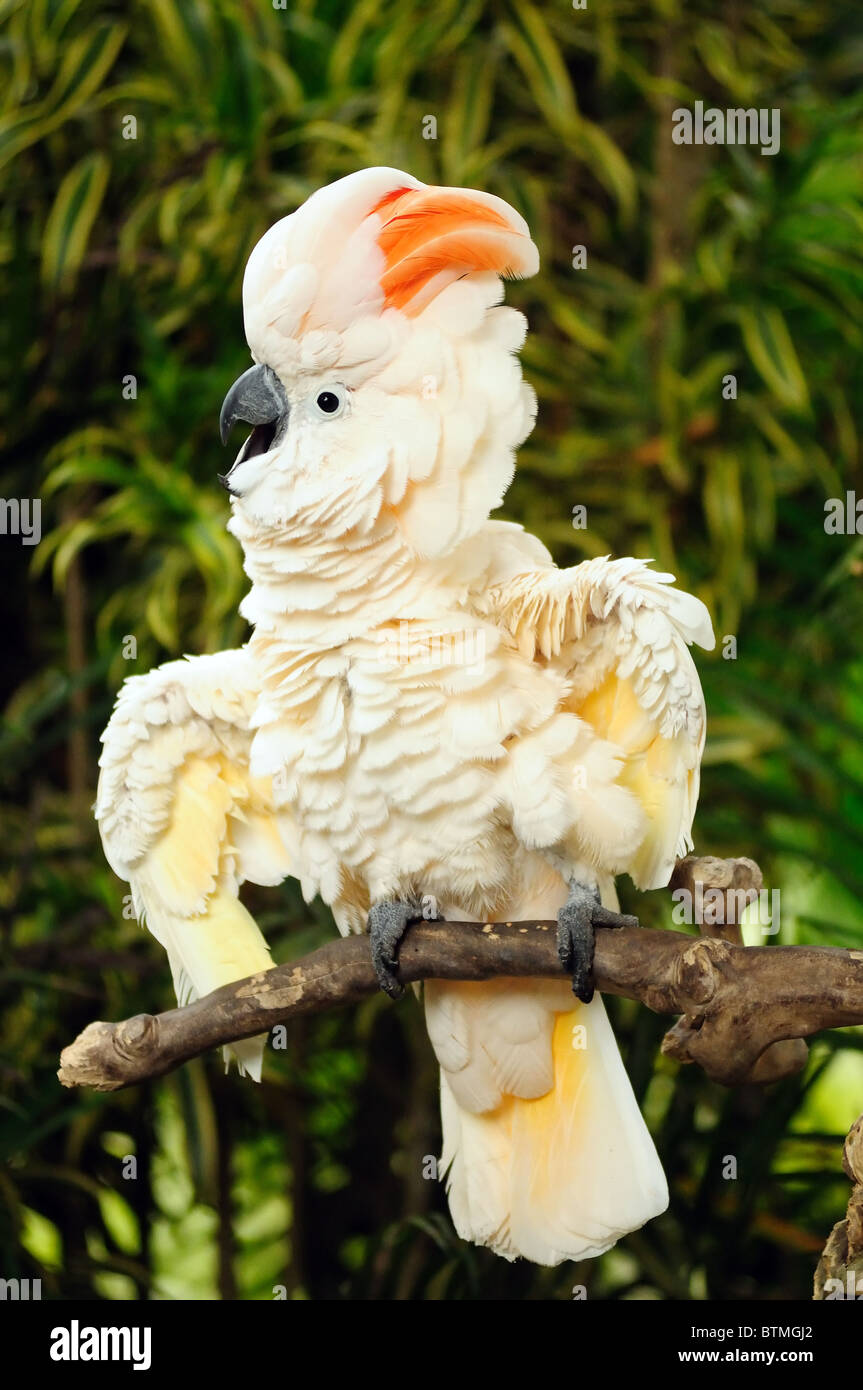 Cockatoo hi-res stock photography and images - Alamy
