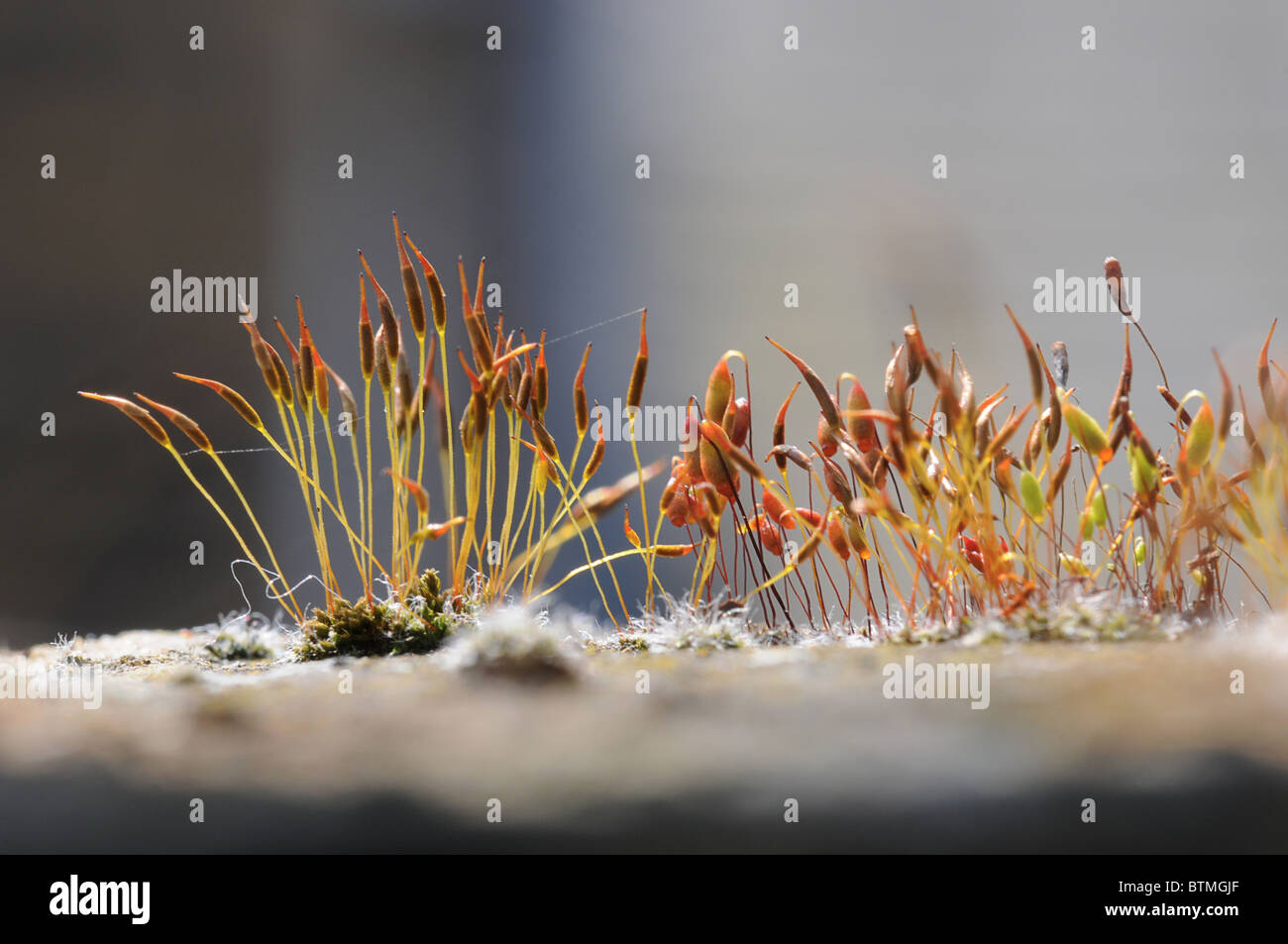 Close-up of sprouting moss growing from a bricked wall Stock Photo - Alamy