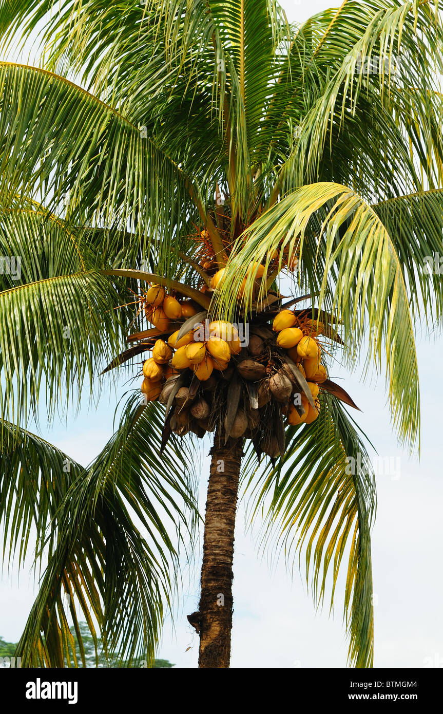 Palm tree coconuts Stock Photo - Alamy Palm tree coconuts Stock Photo - Alamy