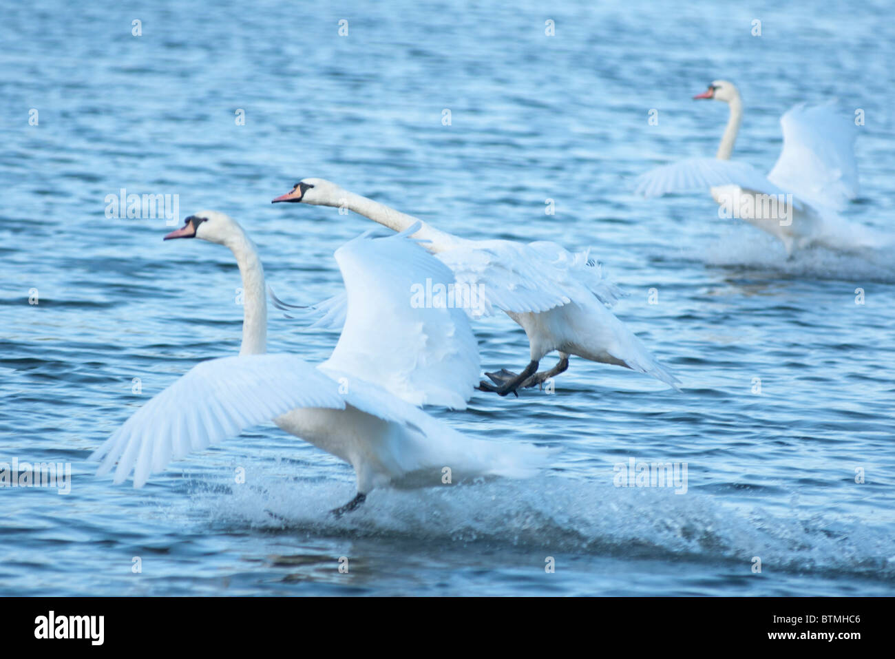 Flying swan hi-res stock photography and images - Alamy