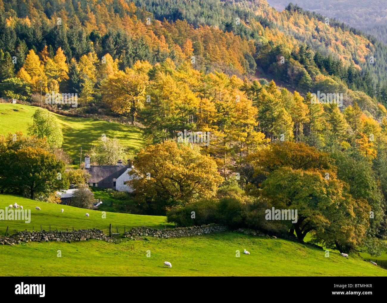 Autumn in the Gwydyr Forest, Near Betws-y-Coed, Snowdonia National Park ...