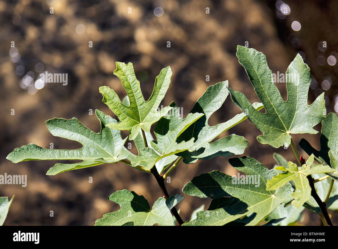 Young fig on fig tree hi-res stock photography and images - Alamy