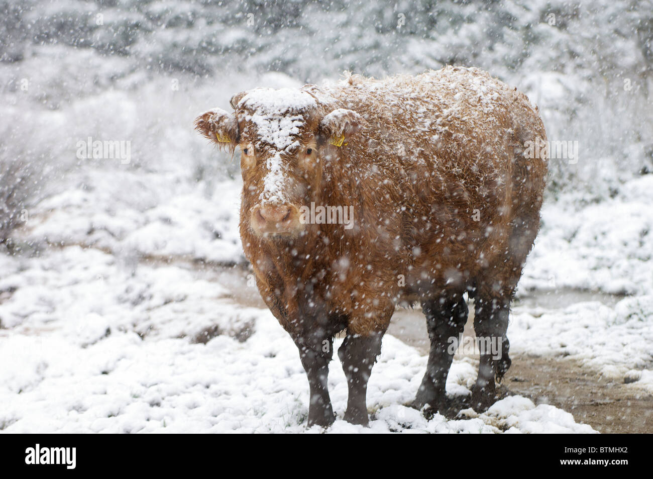 Cow standing in snow hi-res stock photography and images - Alamy