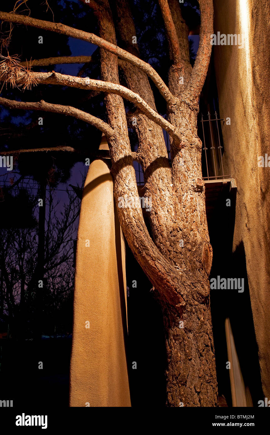 Old bare tree limbs nestled between wall and building Stock Photo - Alamy