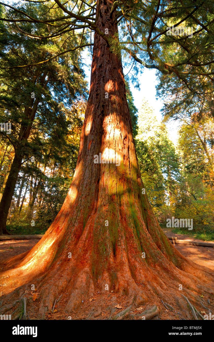 Germany: Mammoth tree in the City Forest of Heidelberg Stock Photo - Alamy