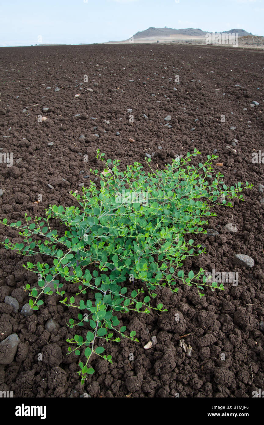 A plant grows in the middle of a freshly tilled field on an Israeli ...