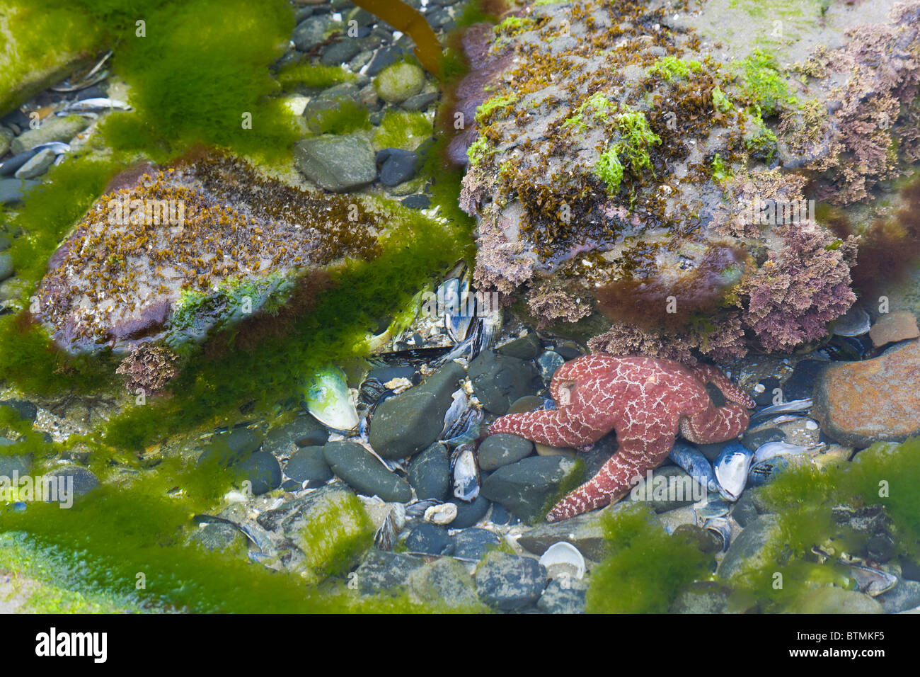 Starfish in tidepool on beach at Seal Rock State Park on the Pacific ...