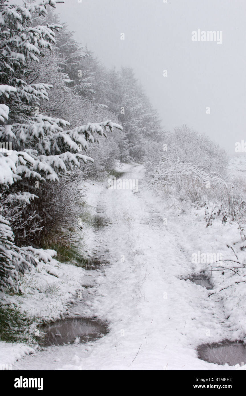 A snow covered forest road in Ireland Stock Photo - Alamy