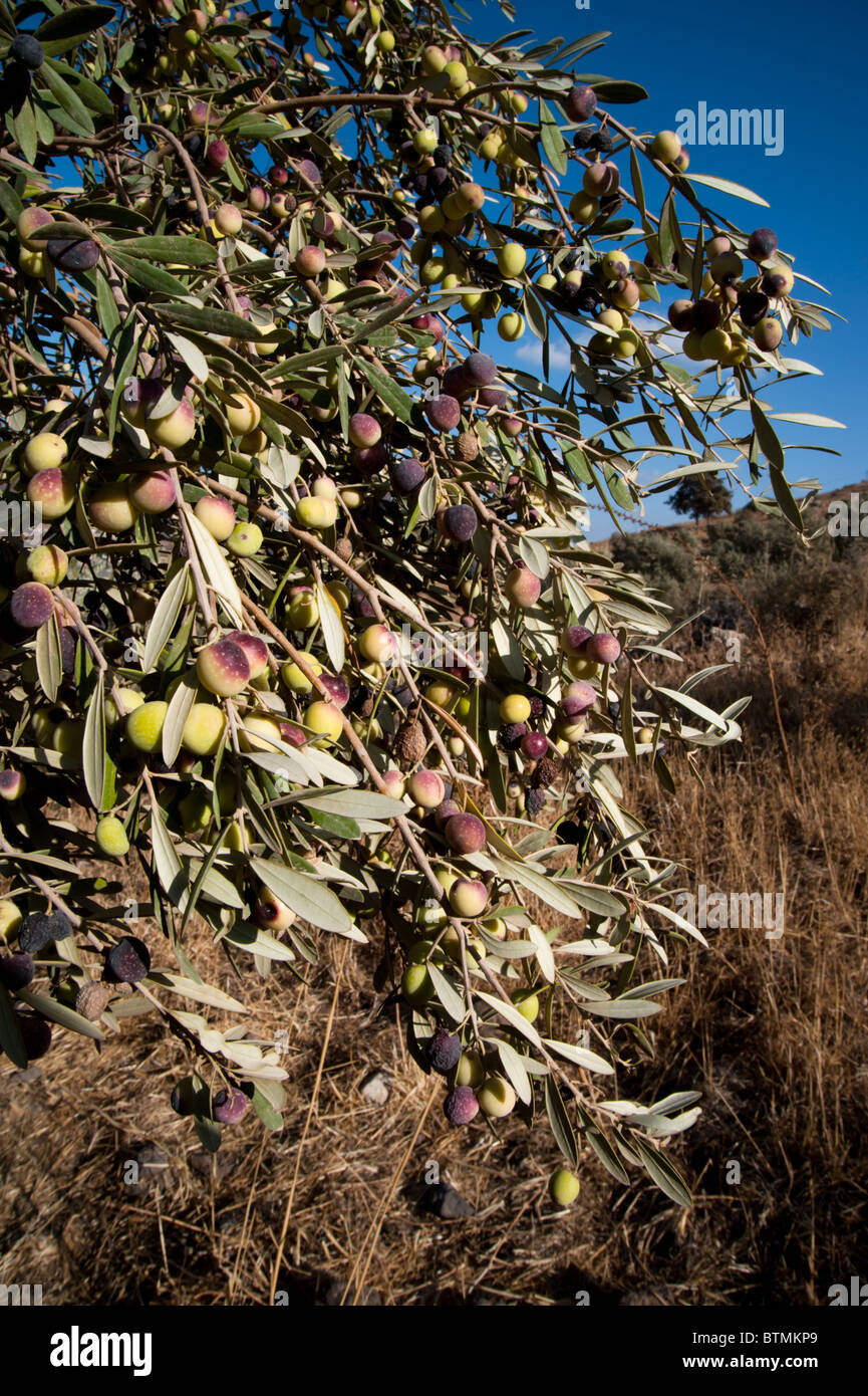 Olive branches bearing fruit in various stages of ripeness in the ...