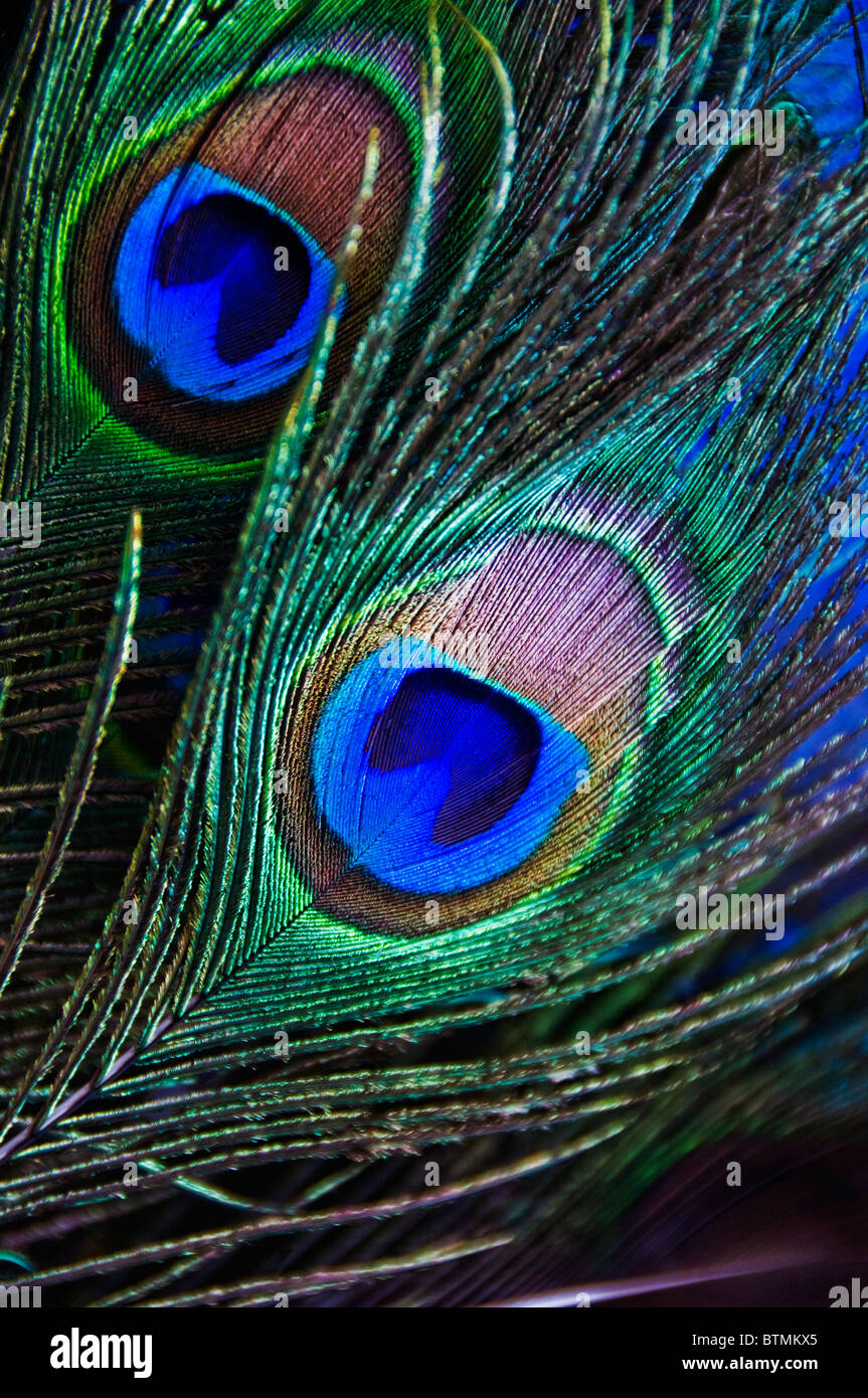 Close-up of peacock tail feathers Stock Photo - Alamy