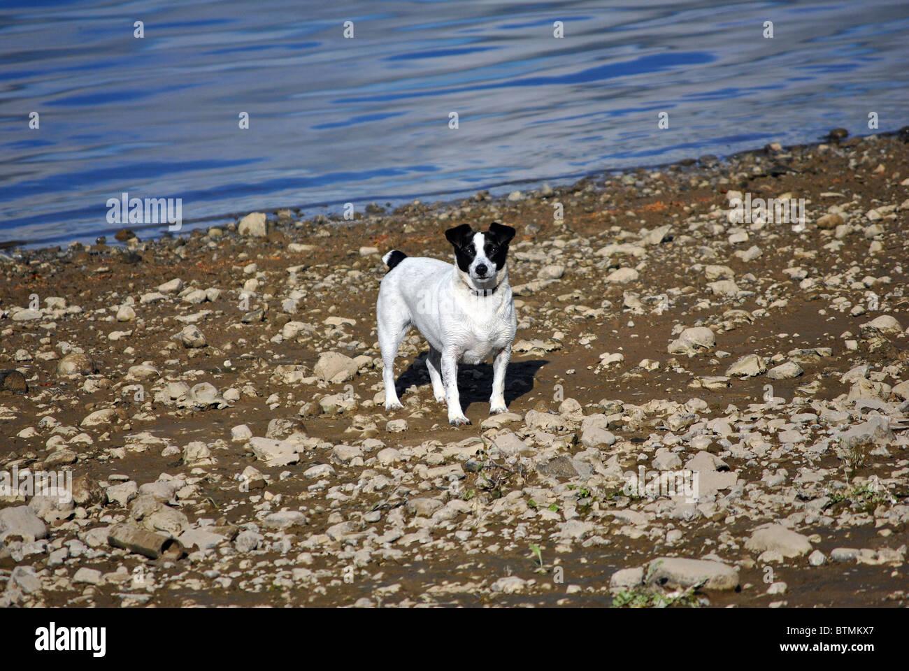 Dog black and white walking hi-res stock photography and images - Alamy