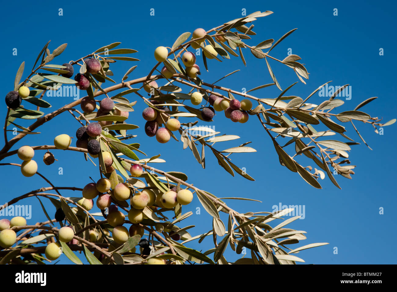 Olive branches bearing fruit in various stages of ripeness in the ...
