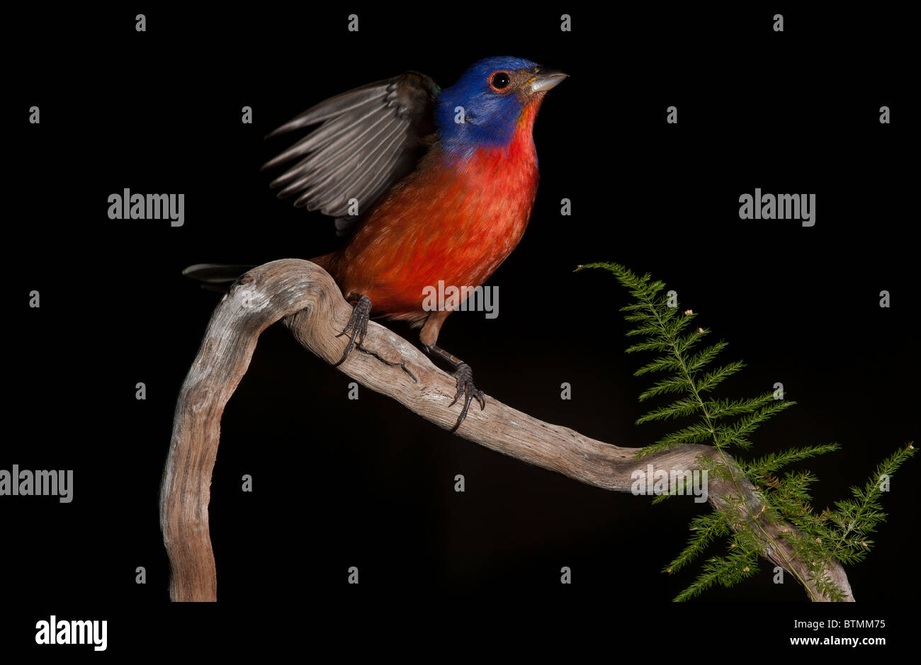 Painted buntings hi-res stock photography and images - Alamy