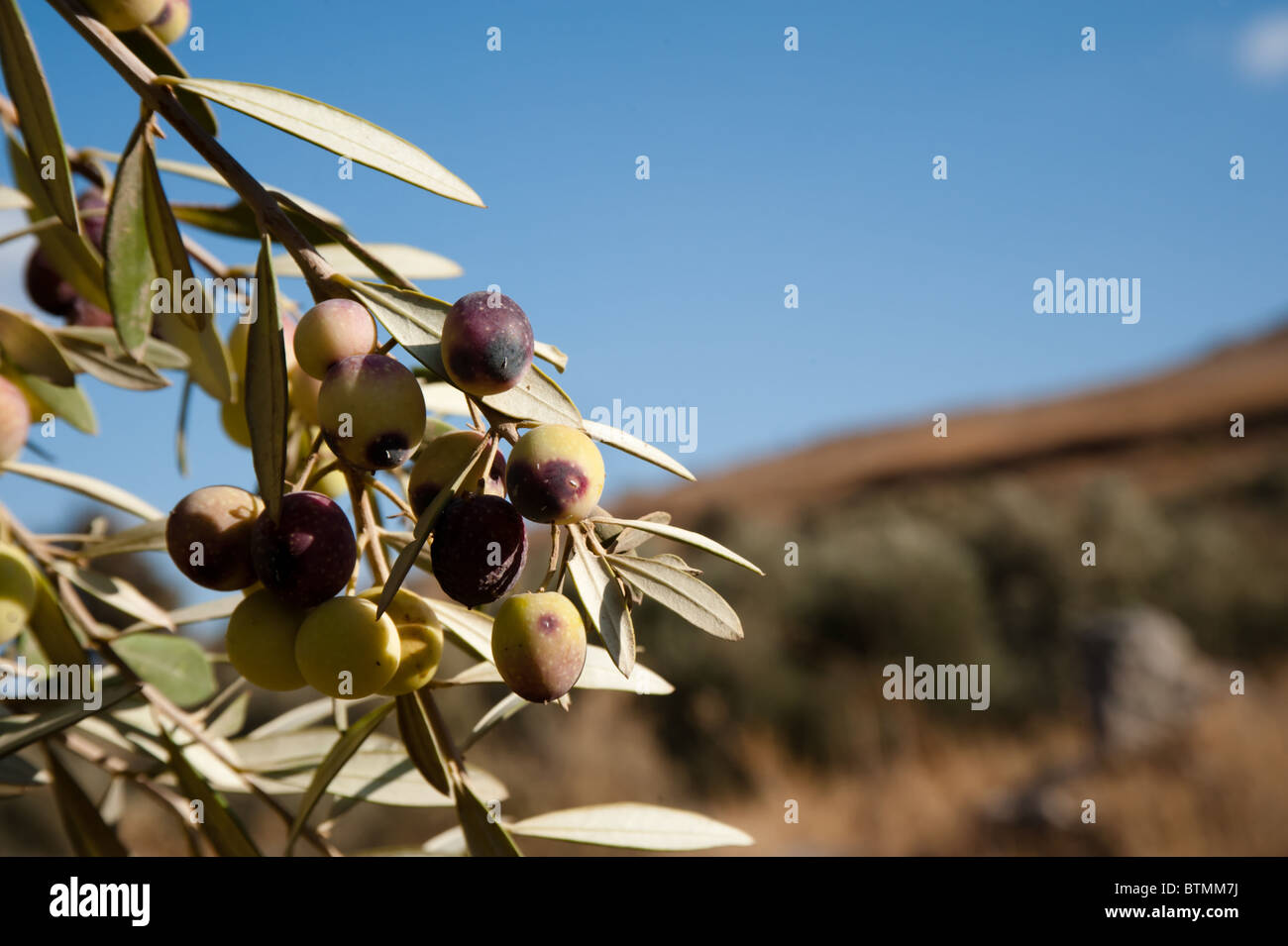 Olive branches bearing fruit in various stages of ripeness in the ...