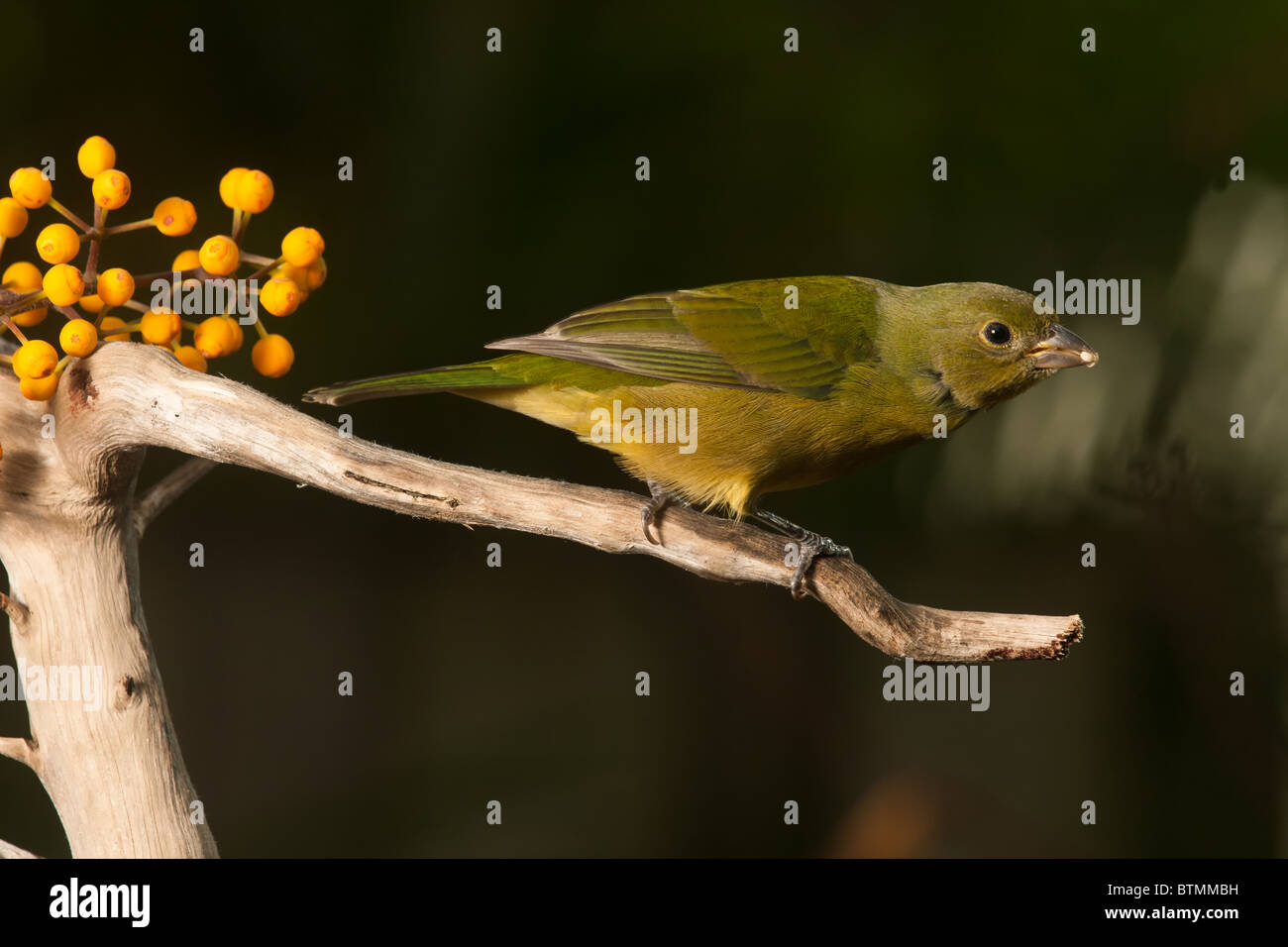 Female Painted Bunting in Florida USA Stock Photo - Alamy