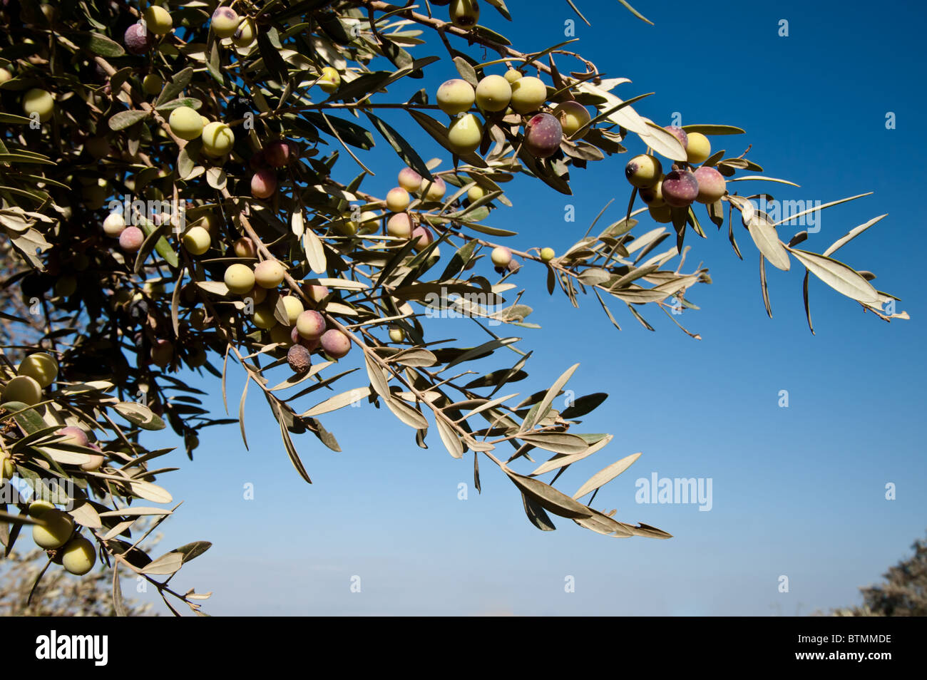 Israel galilee olive tree hi-res stock photography and images - Alamy