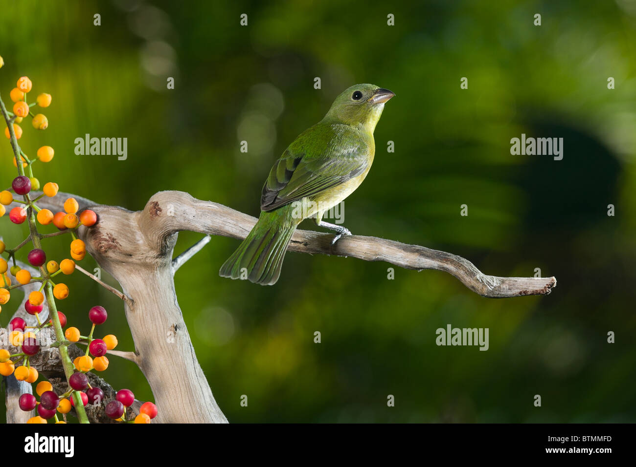 Female Painted Bunting in Florida USA Stock Photo - Alamy