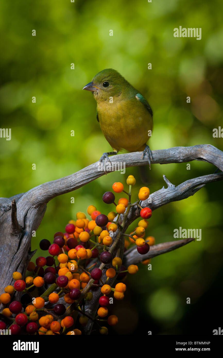 Female Painted Bunting in Florida USA Stock Photo - Alamy