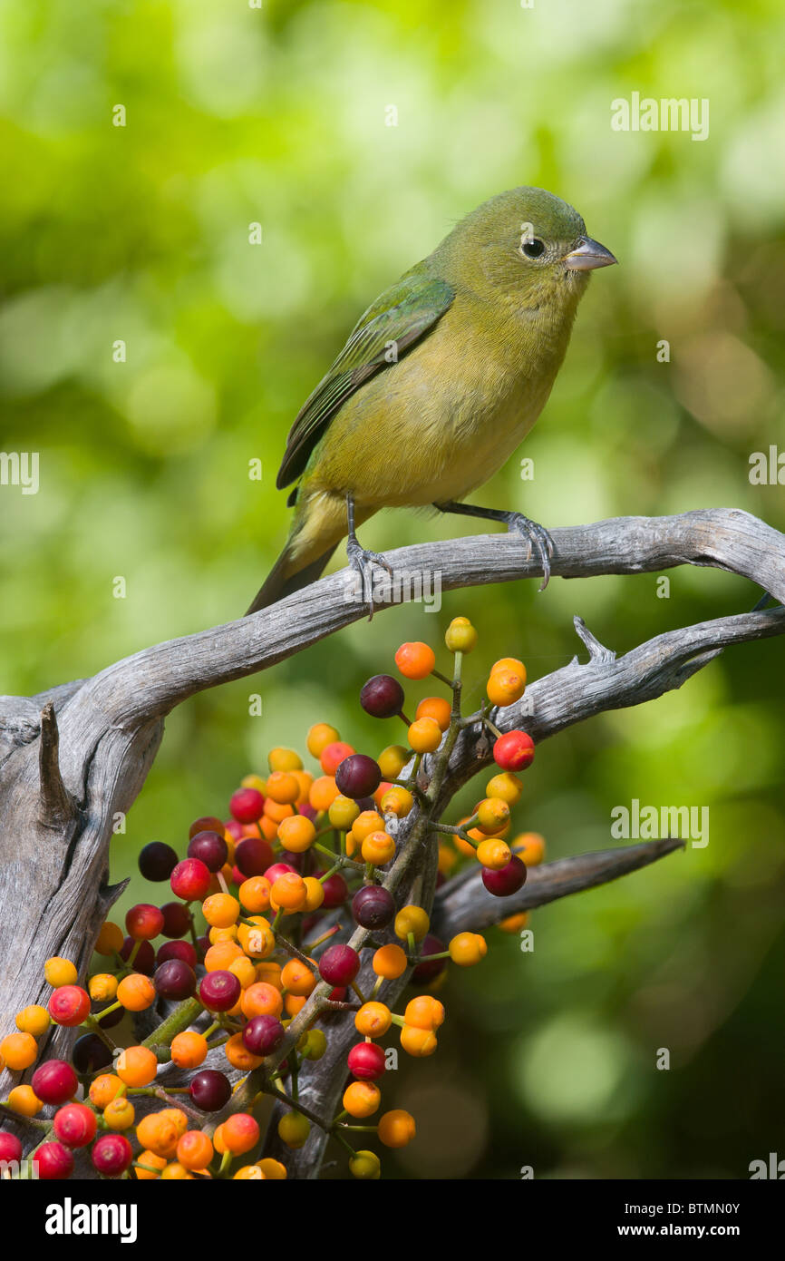 Female Painted Bunting in Florida USA Stock Photo - Alamy