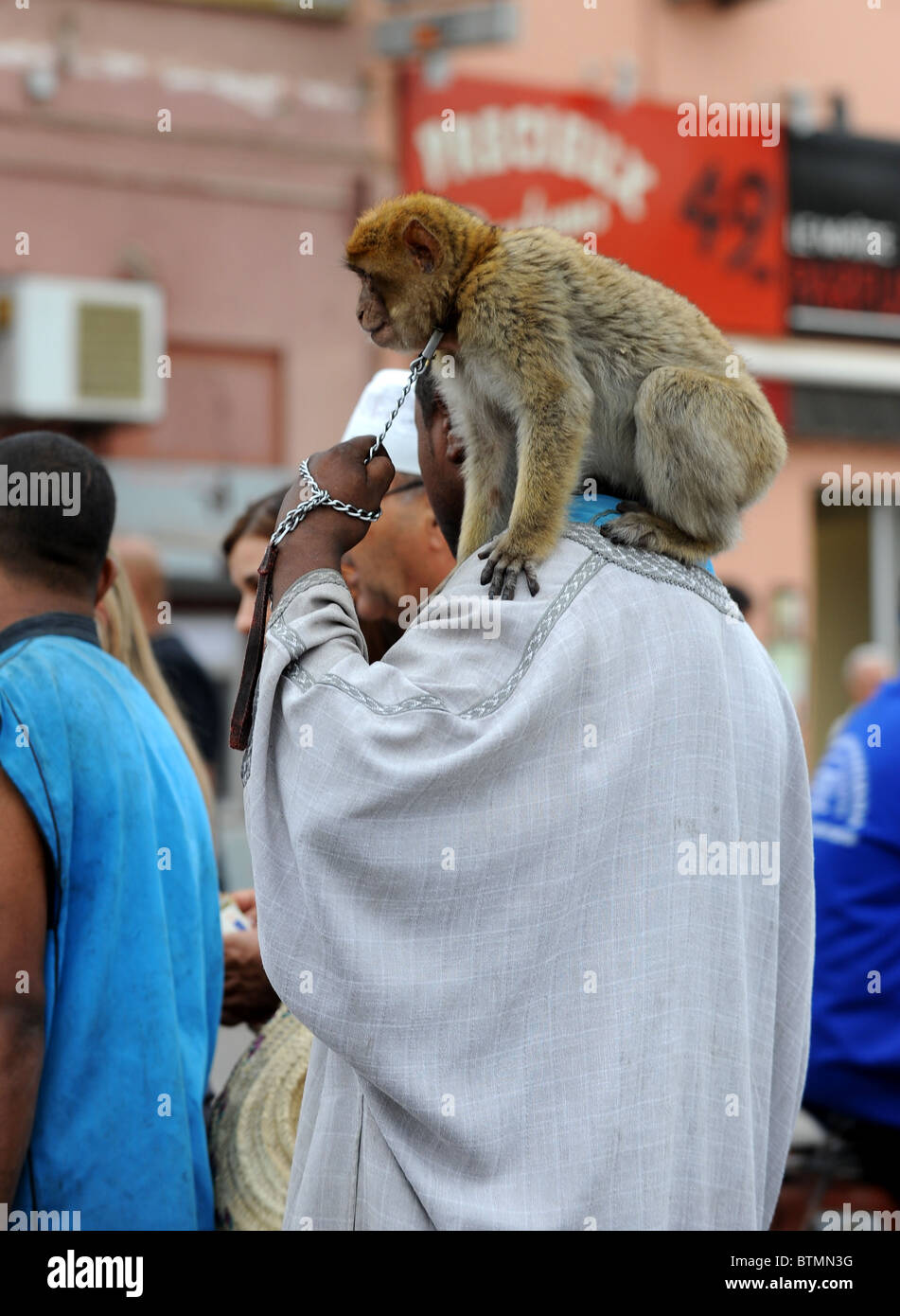 Monkey shoulder hi-res stock photography and images - Alamy