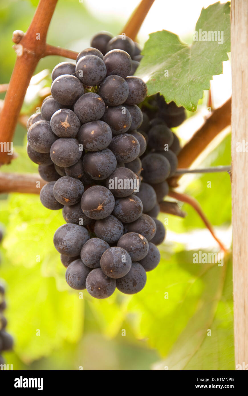 Vineyard Oregon High Resolution Stock Photography and Images - Alamy