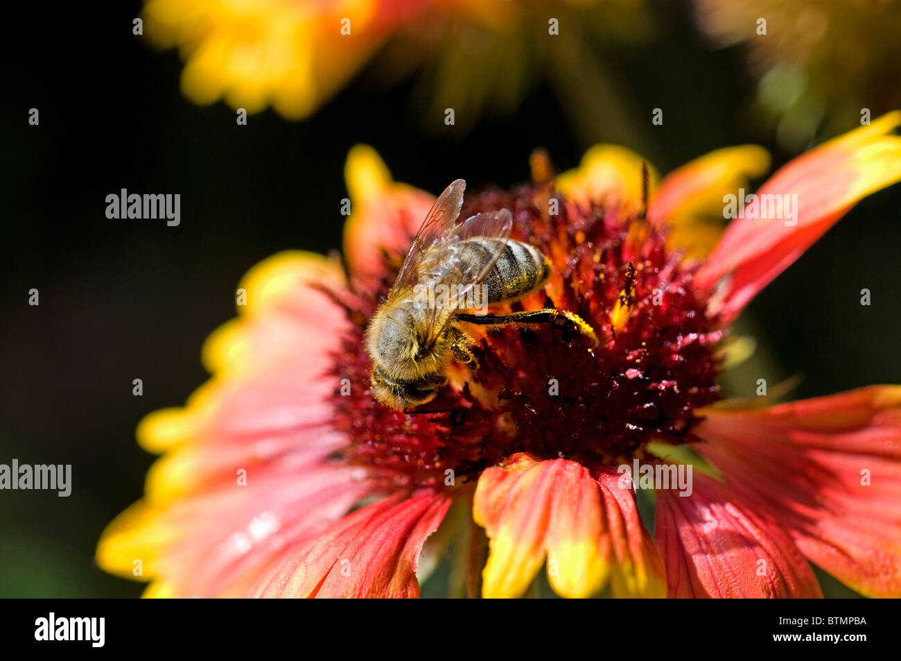 Close up of honey bee with pollen on legs sitting on flower Stock Photo ...